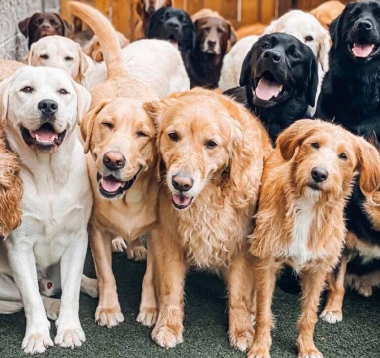 About Us – PackPro Training